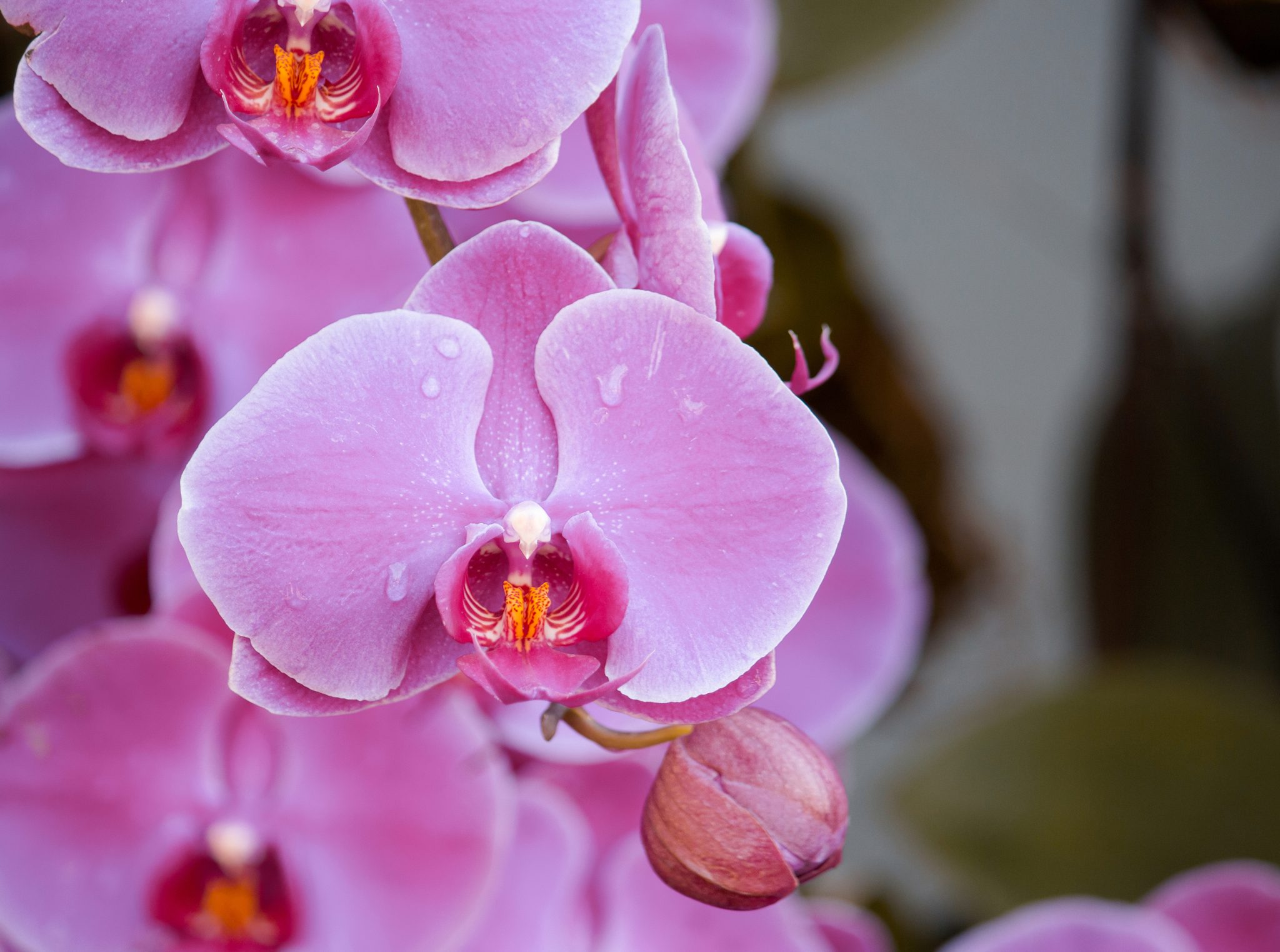 Sortie orchidées - La Ferté Bernard
